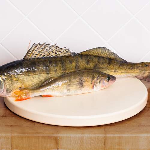 Fisch kaufen in Basel – garantiert fangfrisch | Grauwiler 1821 Basel